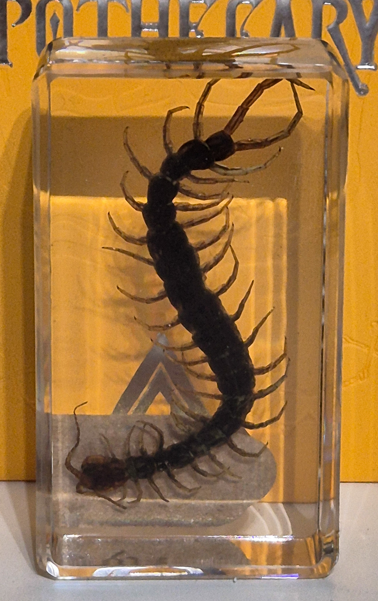 Scolopendra Venomous Centipede Specimen - JALien Curiosities & Collectables
